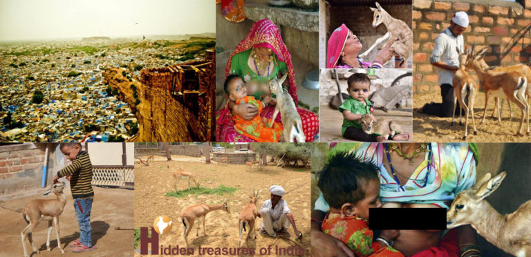 Khejarli battle The Sacrifice for Environmental Protection